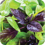 Basil Leaves: Benefits, Types, Uses, Indian Recipes, Side Effects