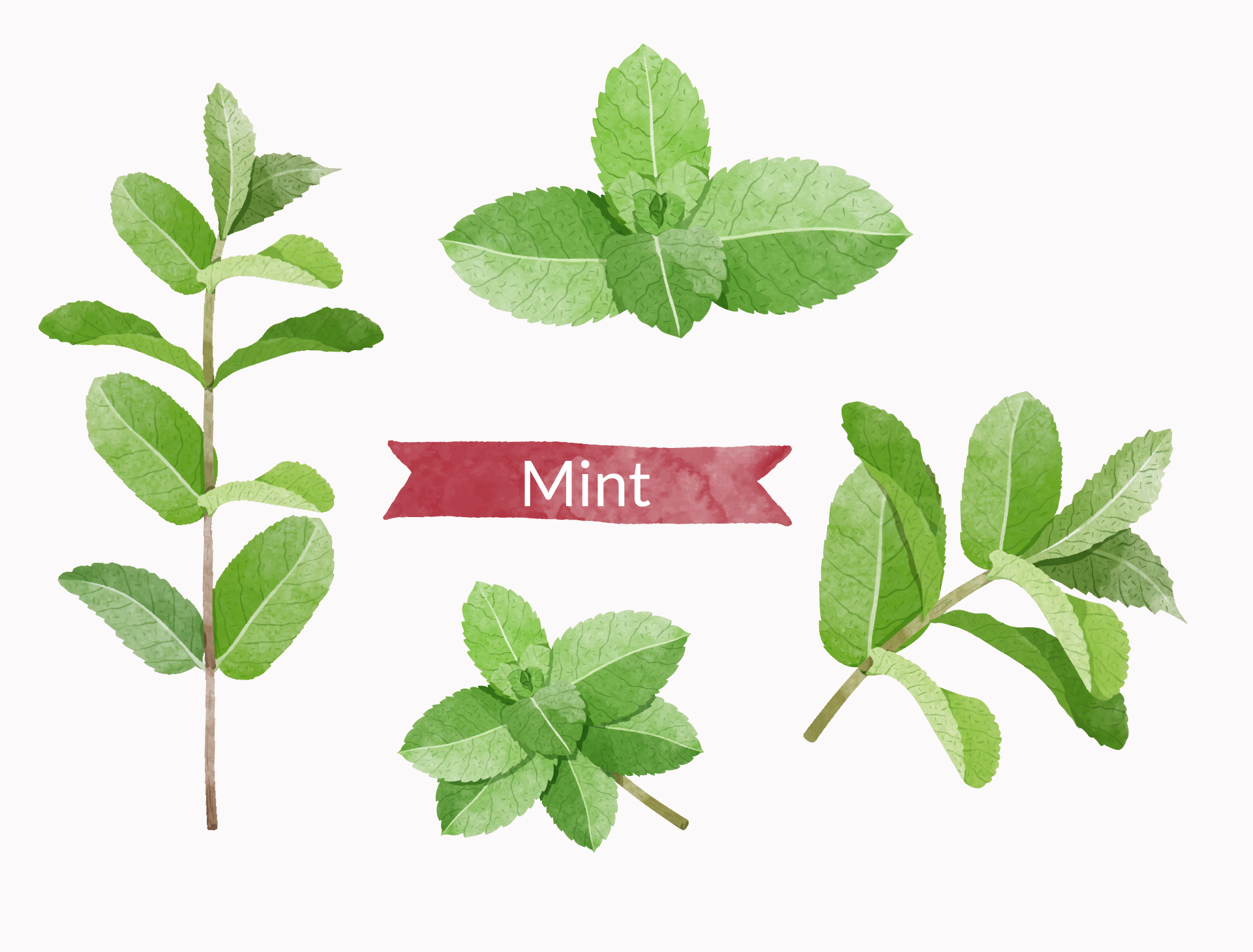 11 Amazing Mint Leaves Benefits for Skin, Hair and Weight Loss