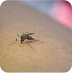 National Dengue Day: 3 Things to Know About Dengue