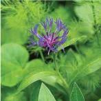 Staphysagria: Uses, Side Effects, Benefits and Dosage