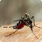 Common Symptoms And Warning Signs of Dengue Fever